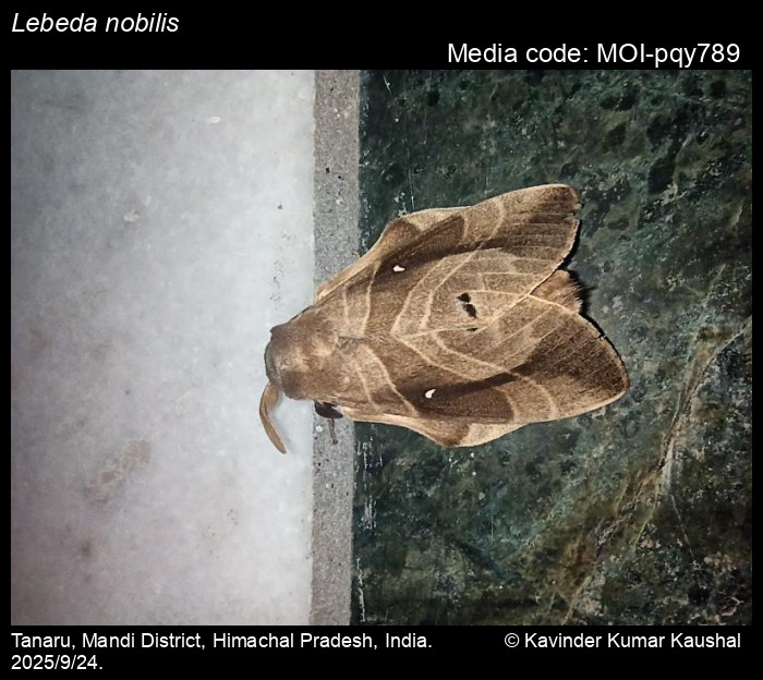 Lebeda nobilis | Moths